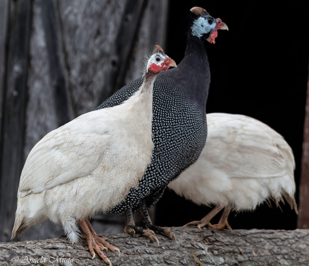 Raising Game Birds - Backyard Poultry
